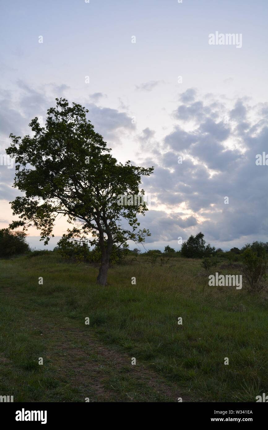 Landscape, shadowy trees with pastel shade sunset clouds Stock Photo ...