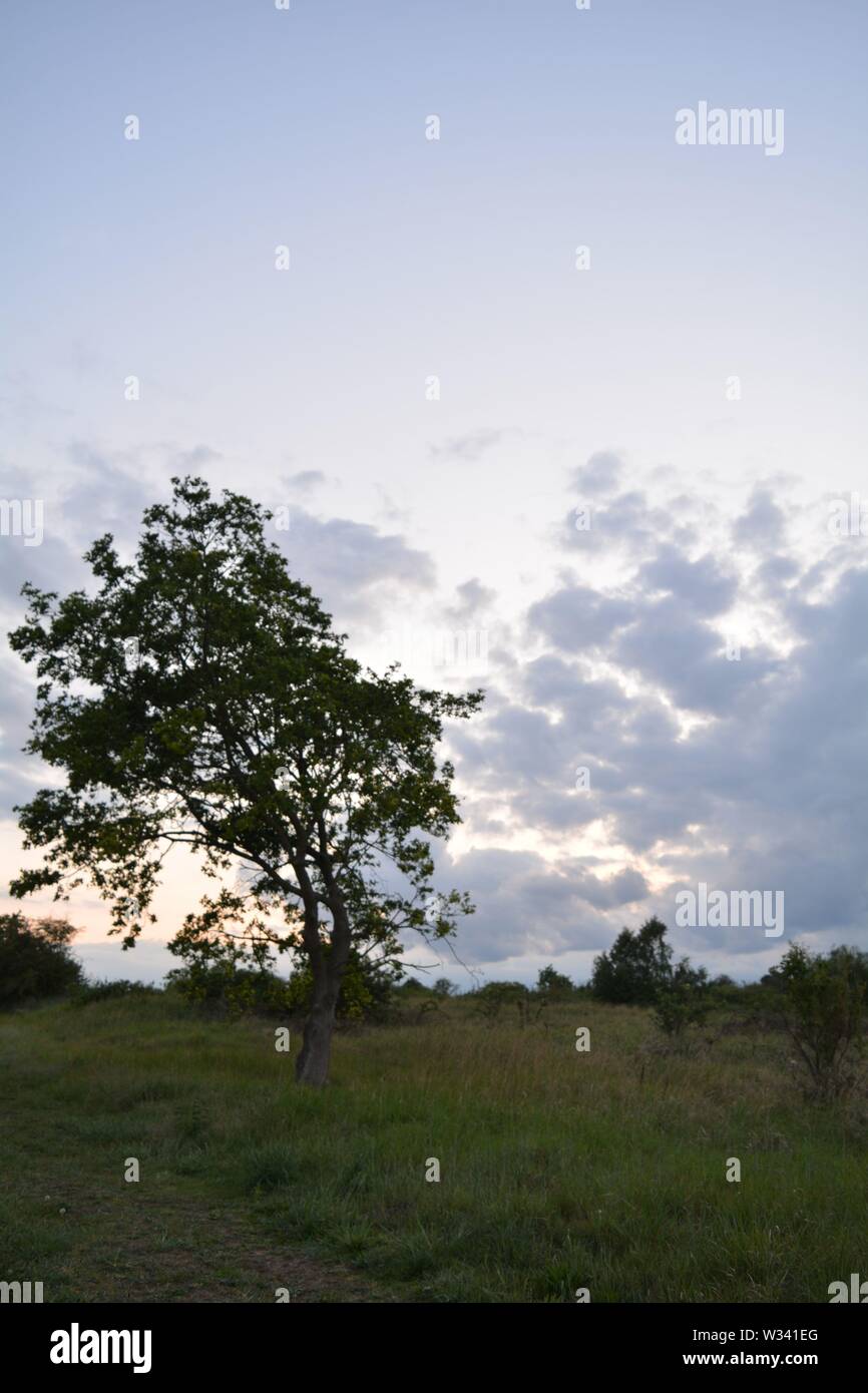 Landscape, shadowy trees with pastel shade sunset clouds Stock Photo ...
