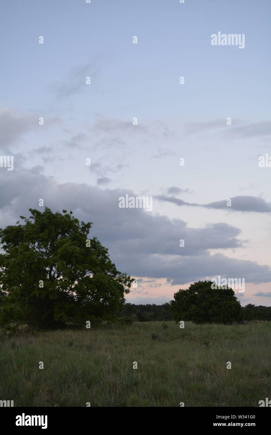 Landscape, shadowy trees with pastel shade sunset clouds Stock Photo ...