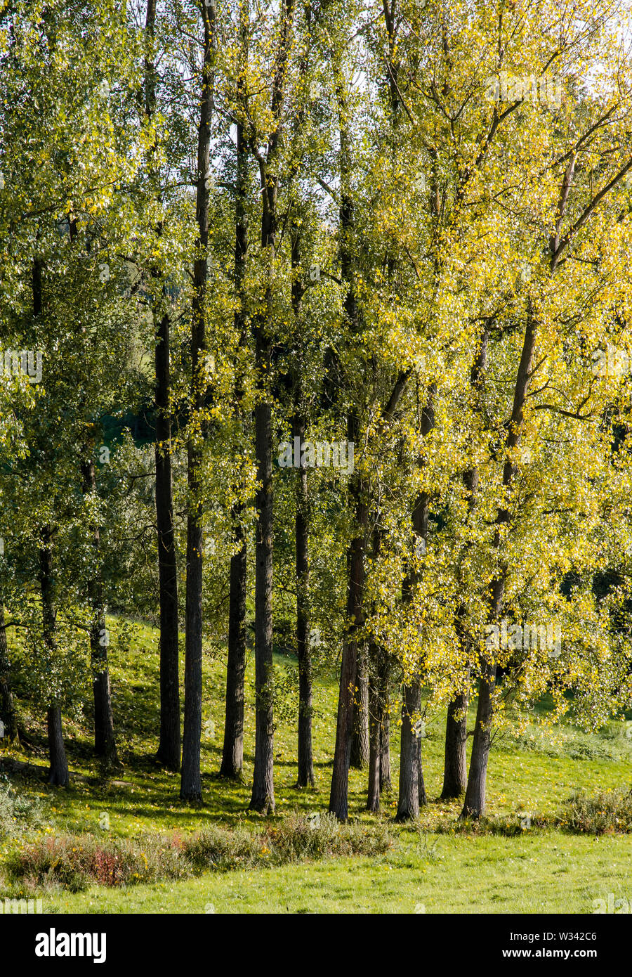 Germany, Bavaria, Munich, Trees in the forest in autumn Stock Photo - Alamy
