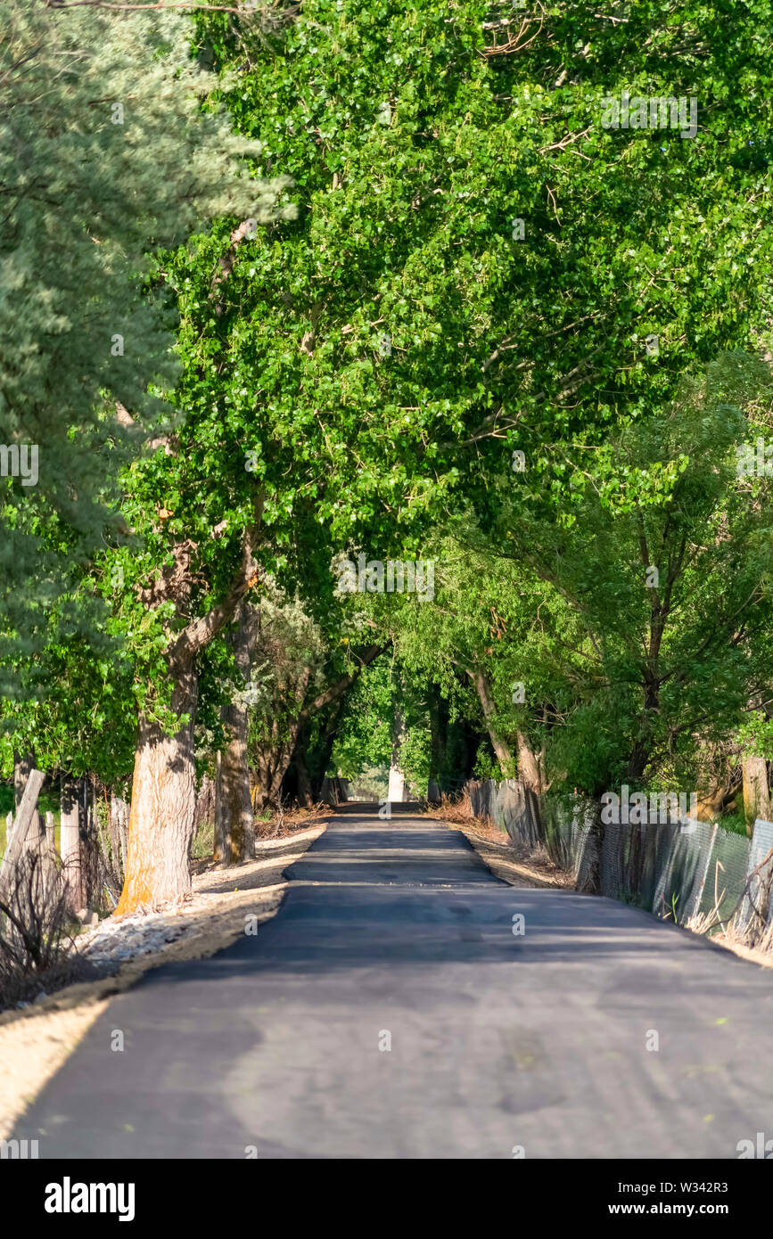 Abundant green leaves of towering trees forming a canopy over a sunlit ...