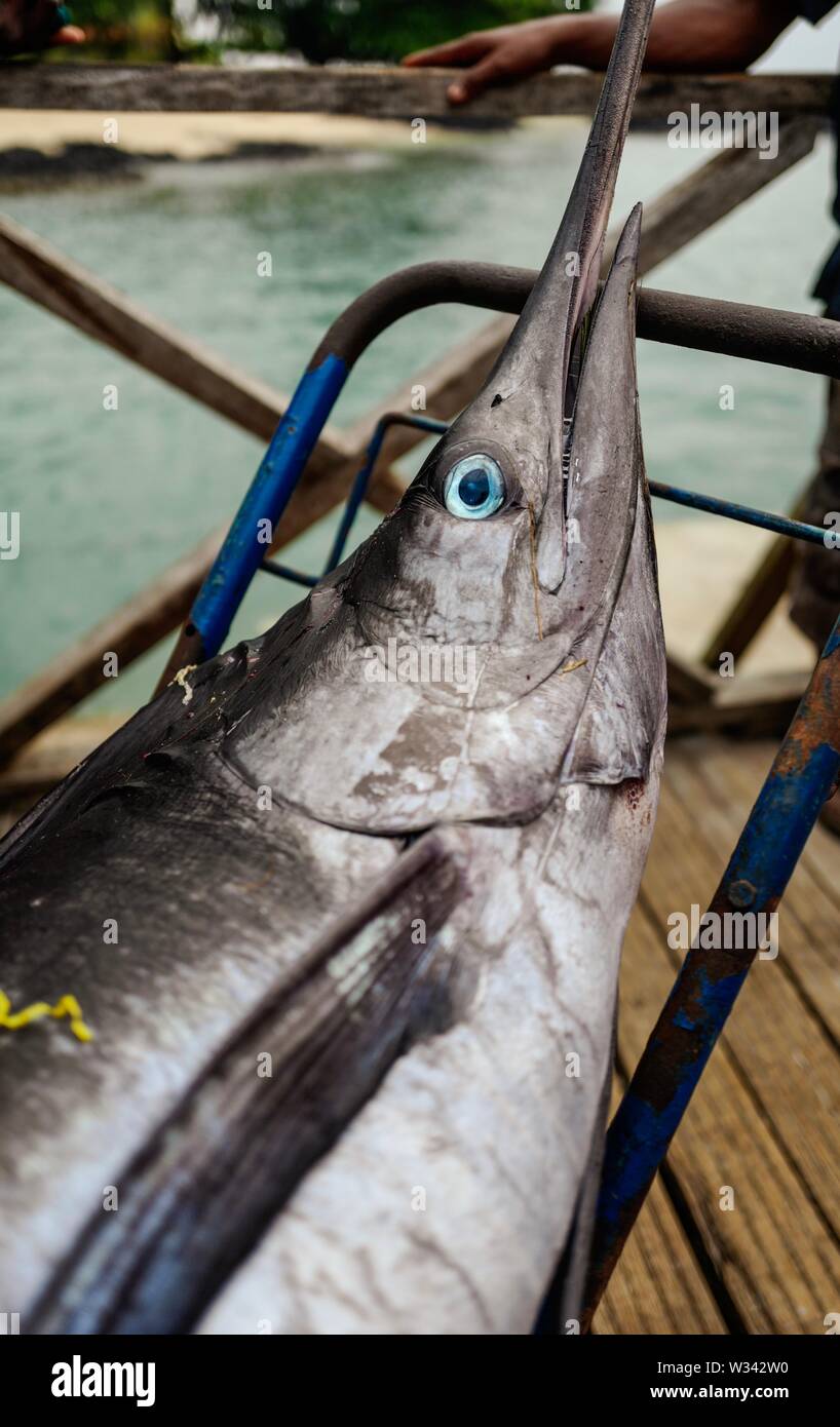 Beautiful freshwater fish hi-res stock photography and images - Alamy
