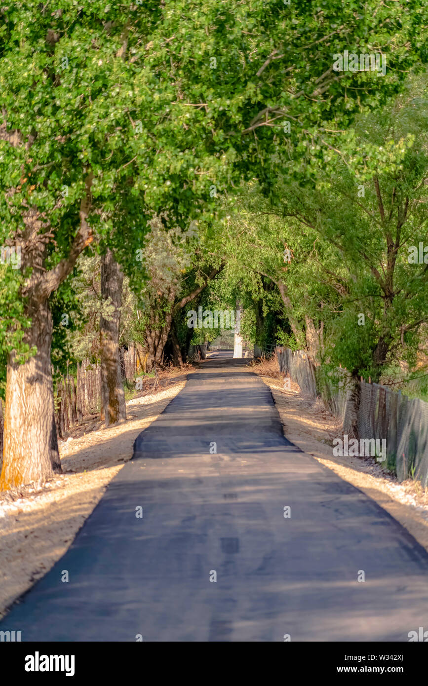 Towering trees with abundant leaves forming a canopy over a narrow ...
