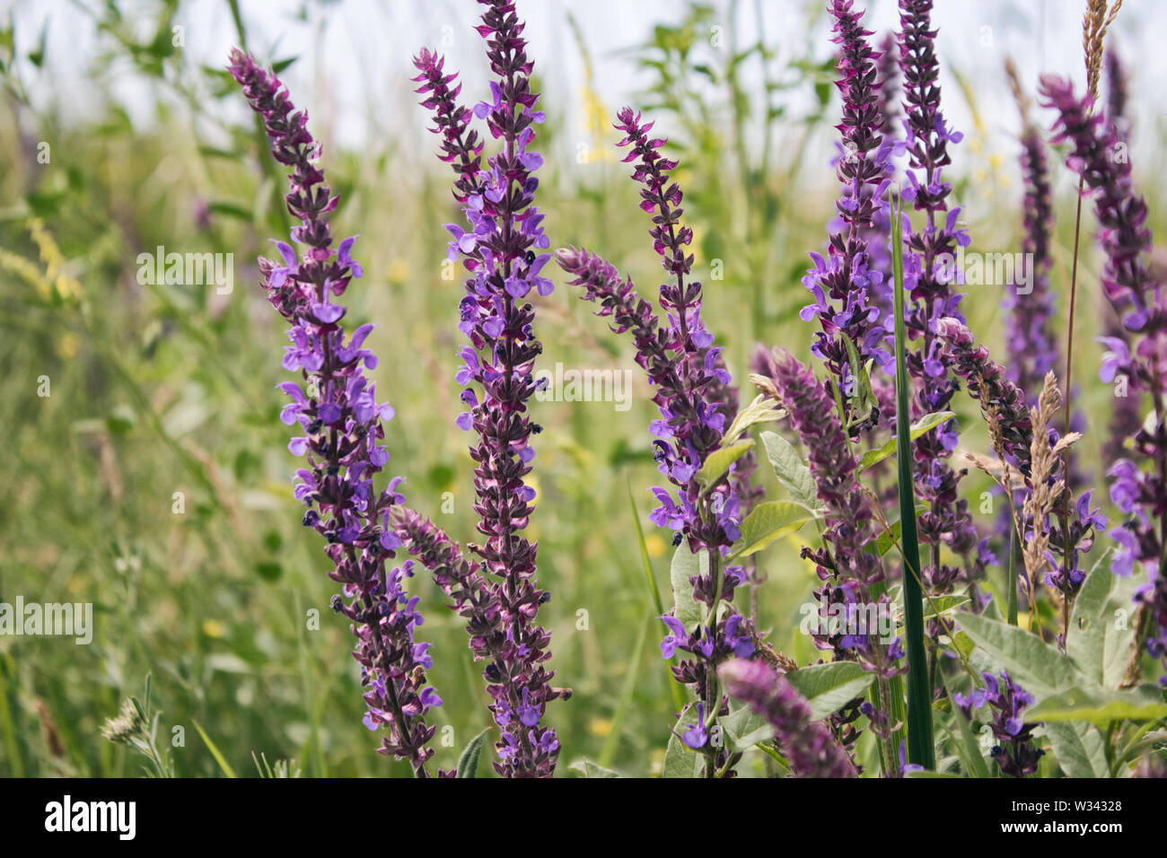 Clary Sage Field High Resolution Stock Photography and Images - Alamy
