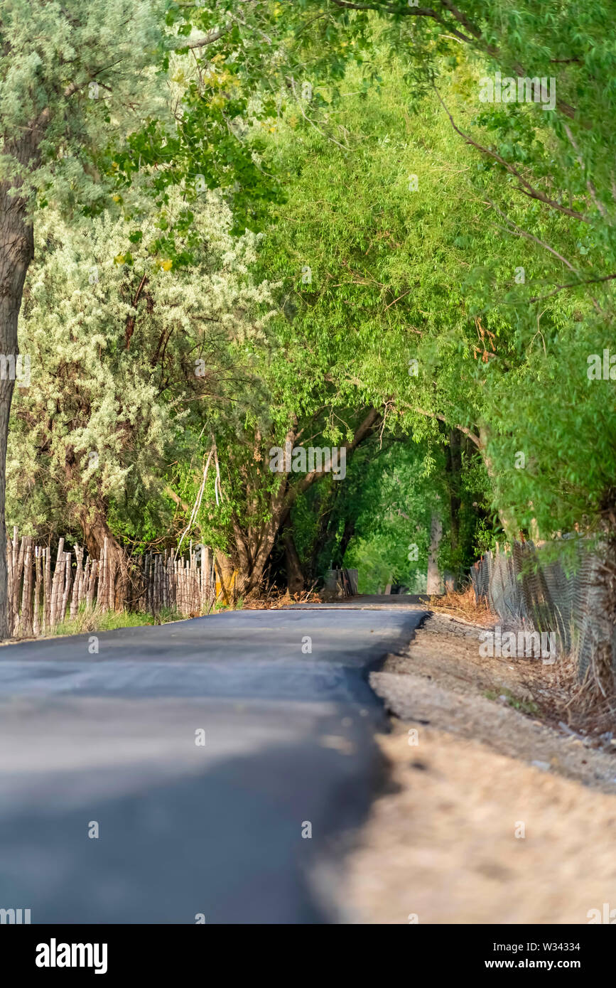 Thick green foliage of lush trees forming a canopy over a sunlit ...