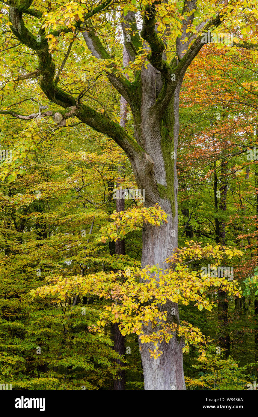 Germany bavaria munich trees hi-res stock photography and images - Alamy