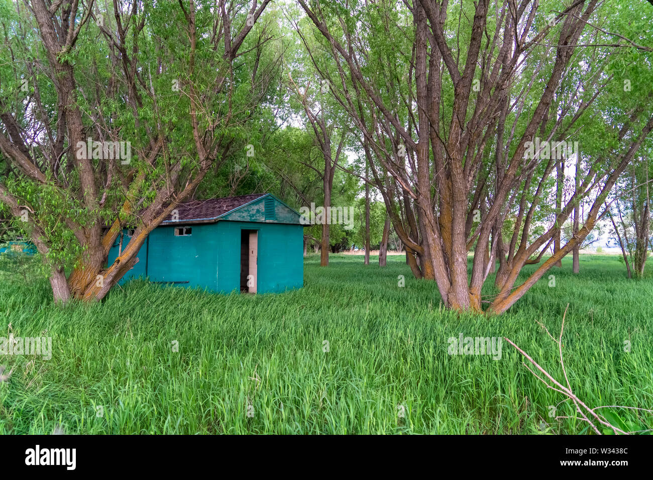 Green shed on a grassy field surrounded by trees under bright sky. The ...