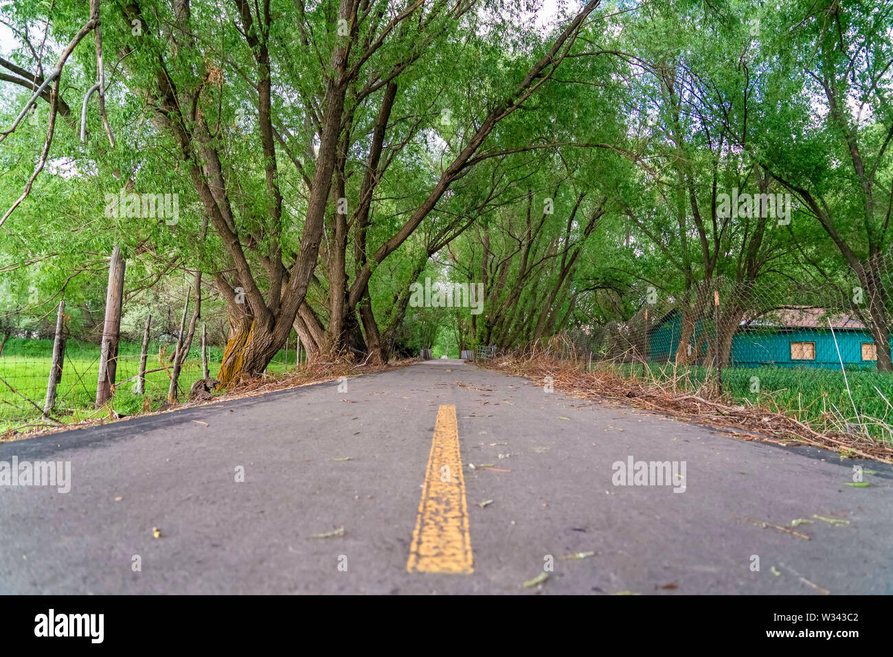 Tall trees and green shed along a narrow paved road with chian link ...