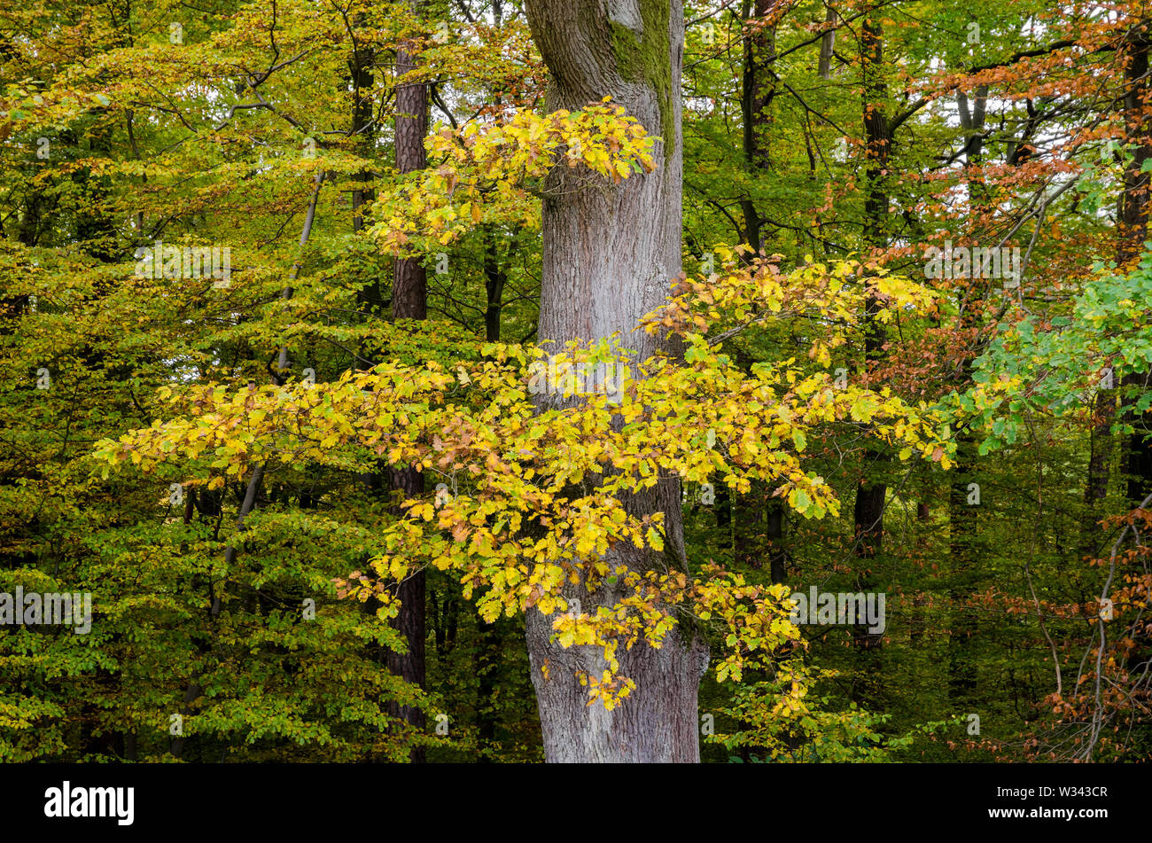 Germany, Bavaria, Munich, Trees in the forest in autumn Stock Photo - Alamy