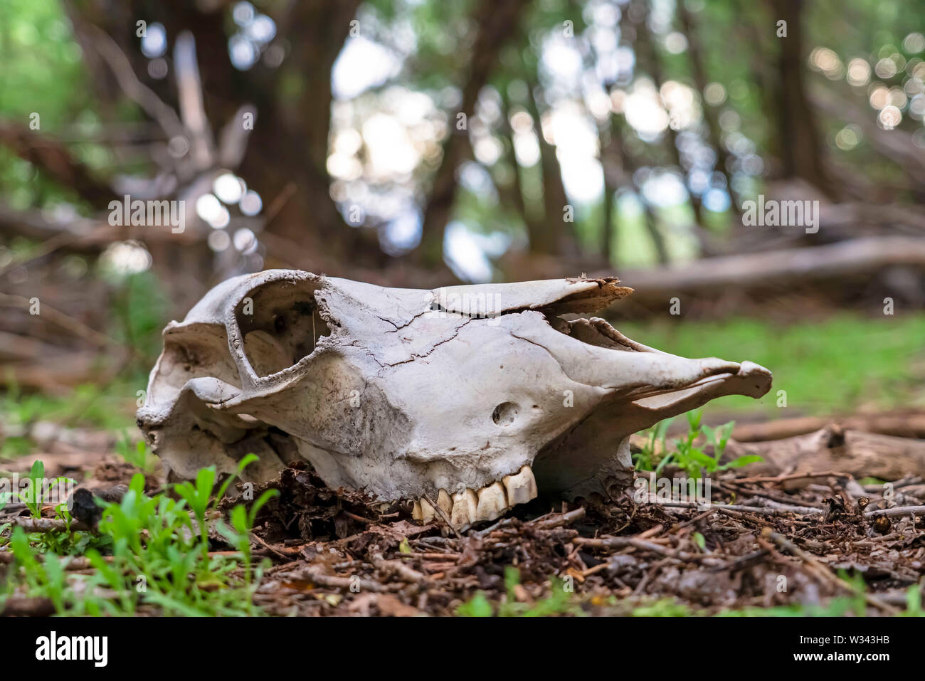 Close up of an animal skull in the forest with blurry trees and sky ...