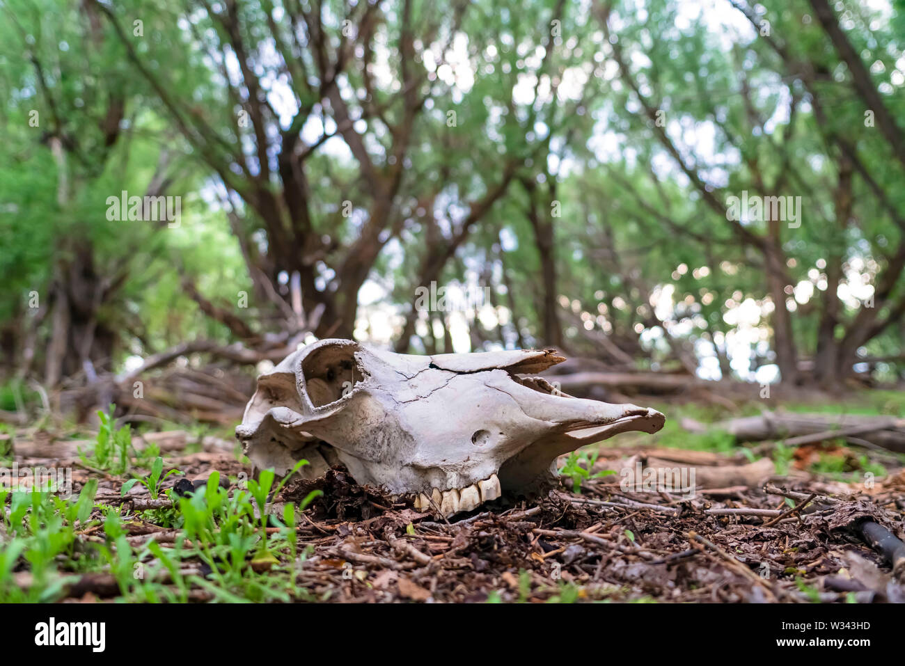 Animal skull in the forest floor with trees and sky in the blurred ...