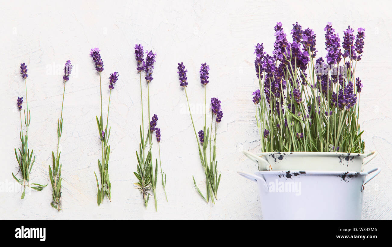 Lavender flowers, bouquet in bucket. Top view with copy space Stock ...
