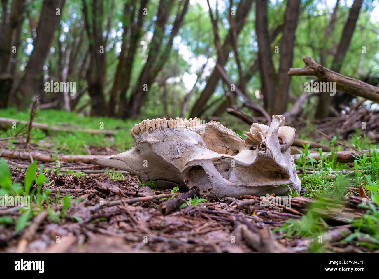 Close up of animal skull in the forest ground against blurred trees and ...