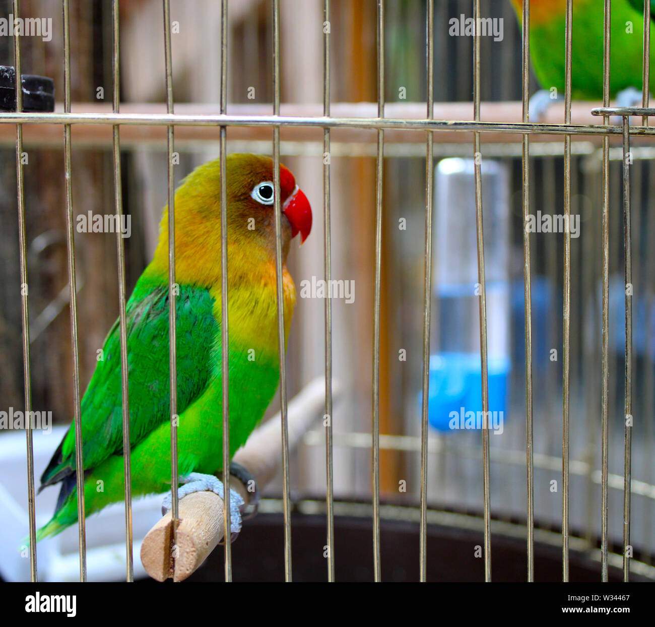 Small lovebird hi-res stock photography and images - Alamy