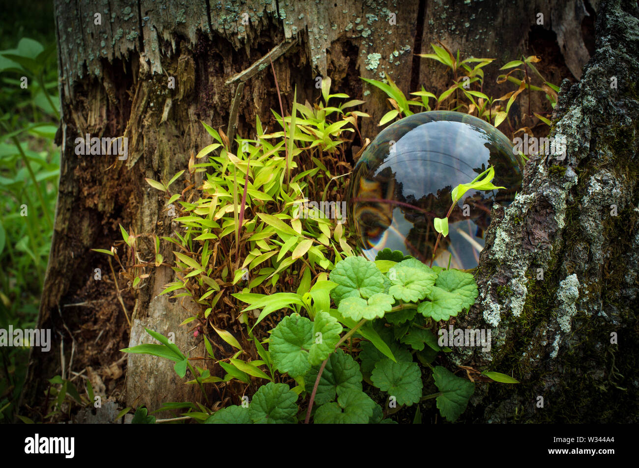 Fortune tellers magic glass crystal ball in nature Stock Photo - Alamy