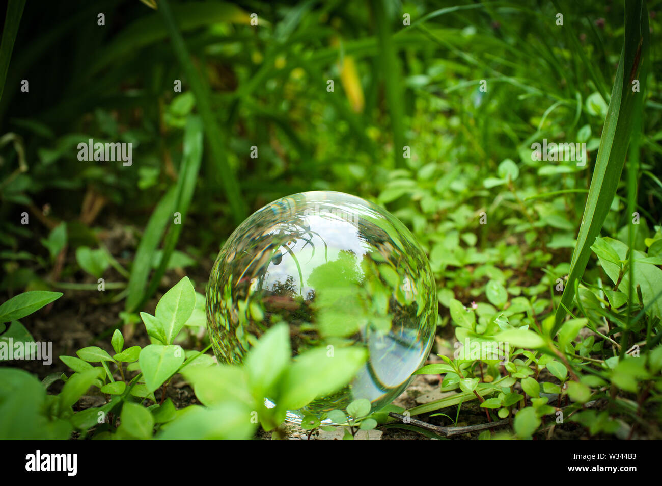 Fortune tellers magic glass crystal ball in nature Stock Photo - Alamy
