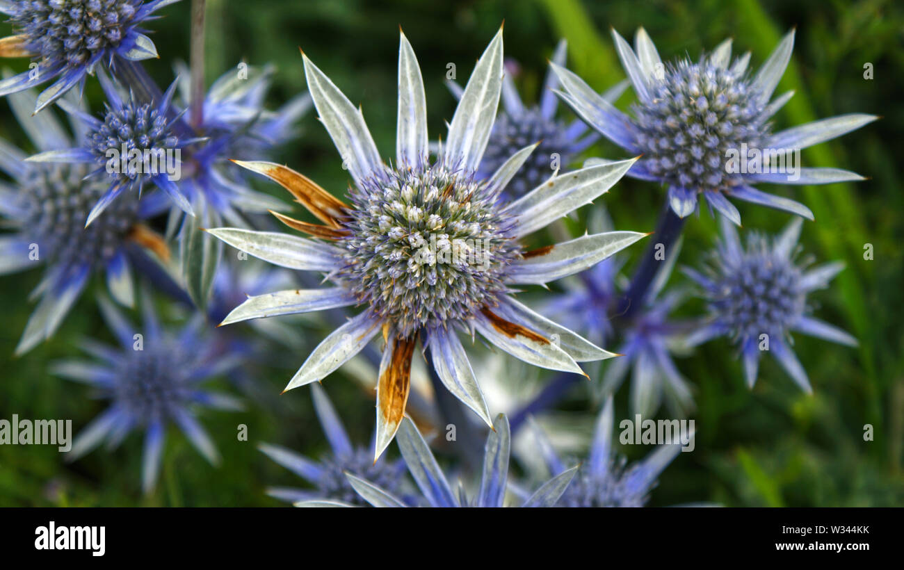 Scottish thistle botanical hi-res stock photography and images - Alamy