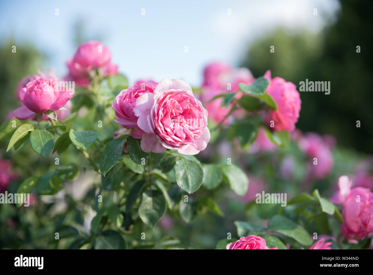 Roses and other flowers and plants in a garden in the city of Vienna ...
