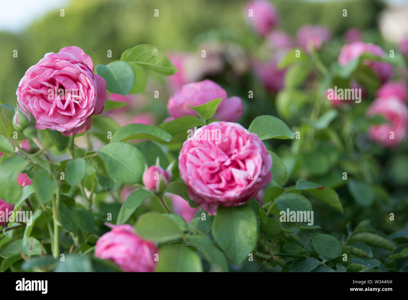 Roses and other flowers and plants in a garden in the city of Vienna ...