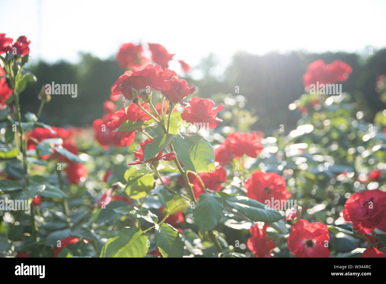 Roses and other flowers and plants in a garden in the city of Vienna ...