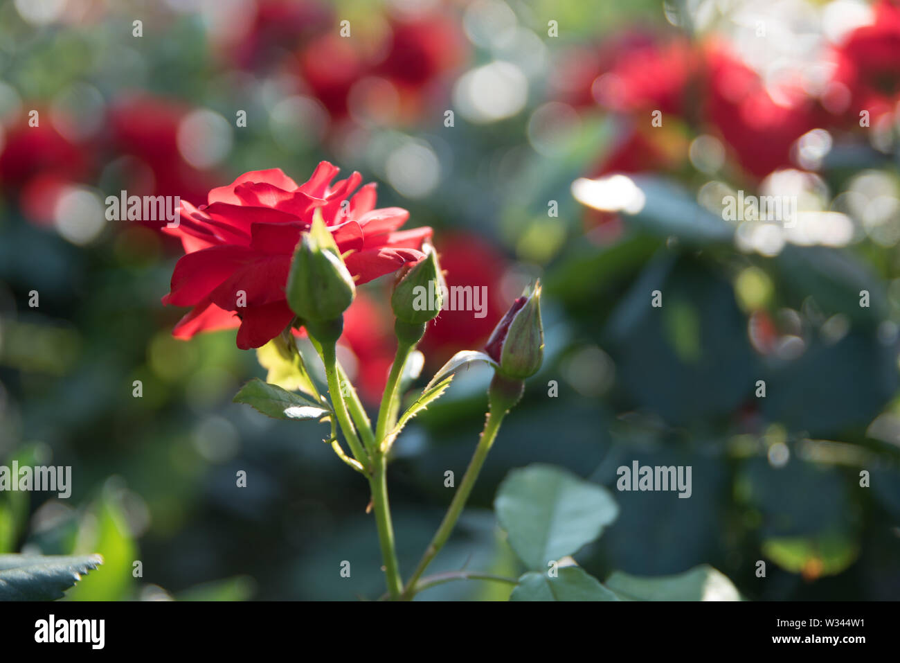 Roses and other flowers and plants in a garden in the city of Vienna ...