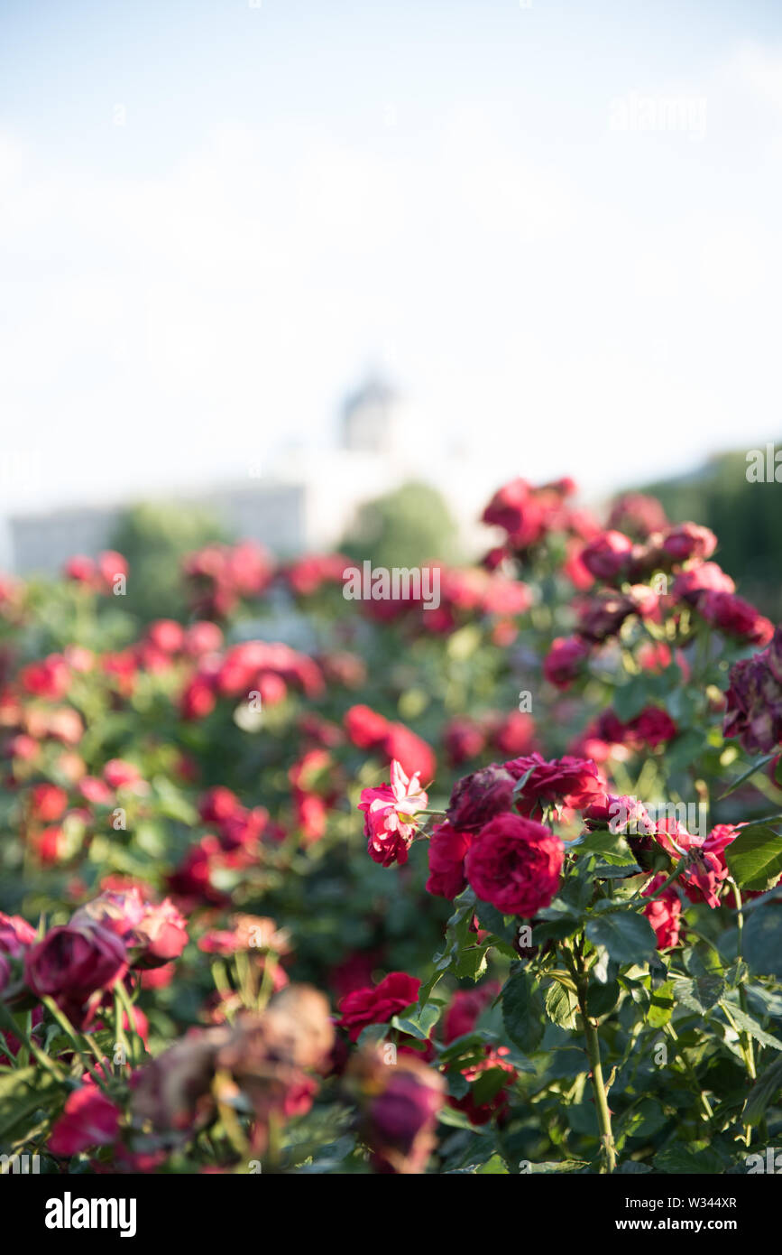 Roses and other flowers and plants in a garden in the city of Vienna ...