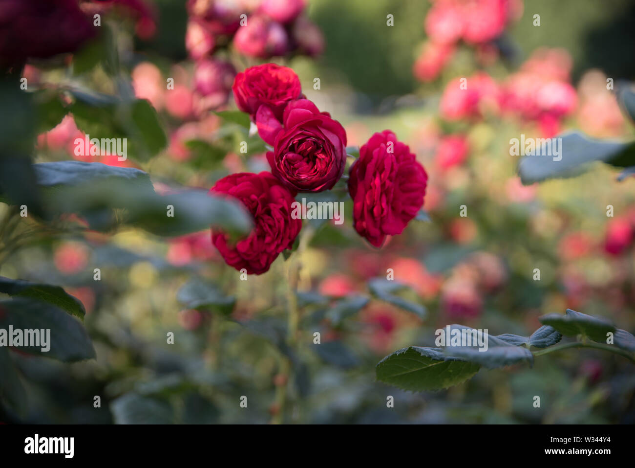 Roses and other flowers and plants in a garden in the city of Vienna ...