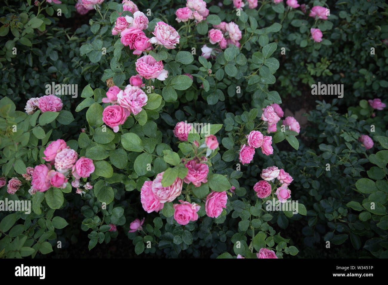 Roses and other flowers and plants in a garden in the city of Vienna ...