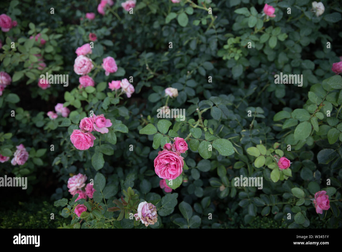 Roses and other flowers and plants in a garden in the city of Vienna ...