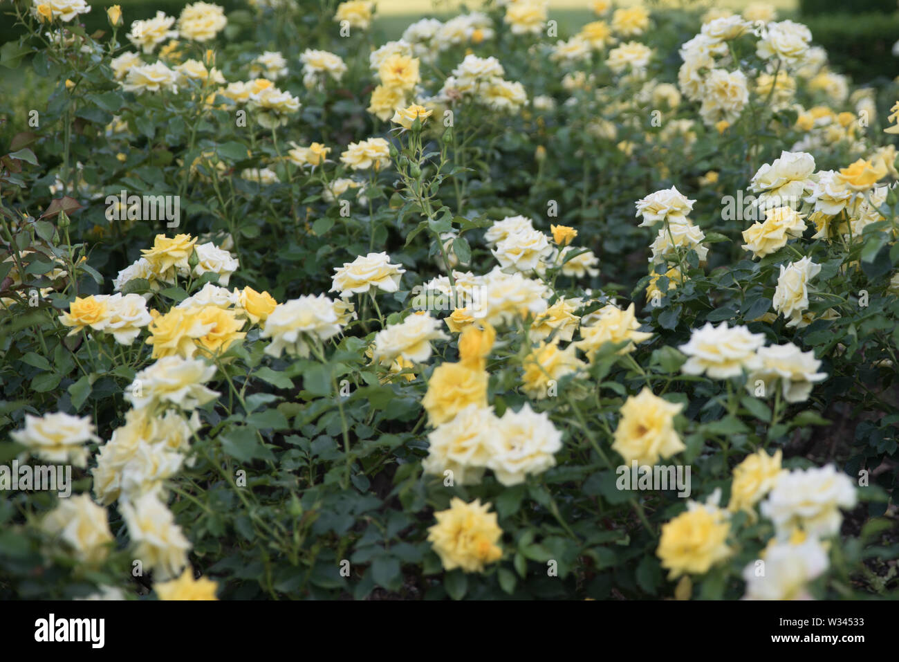 Roses and other flowers and plants in a garden in the city of Vienna ...