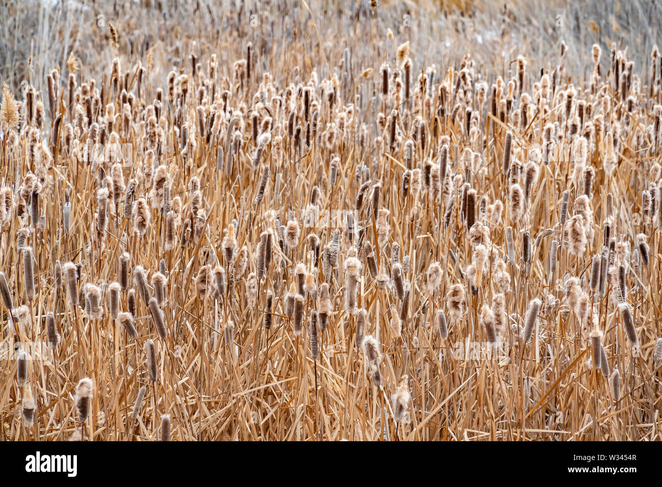 Close up view of tall and slim brown grasses growing abundantly ...