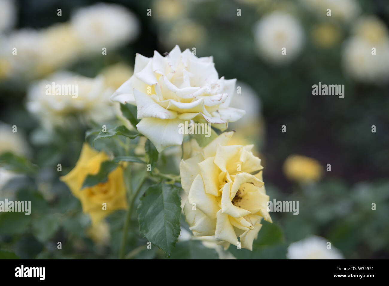 Roses and other flowers and plants in a garden in the city of Vienna ...