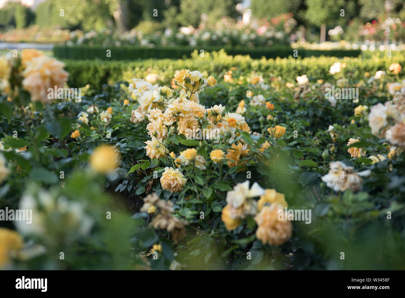 Roses and other flowers and plants in a garden in the city of Vienna ...