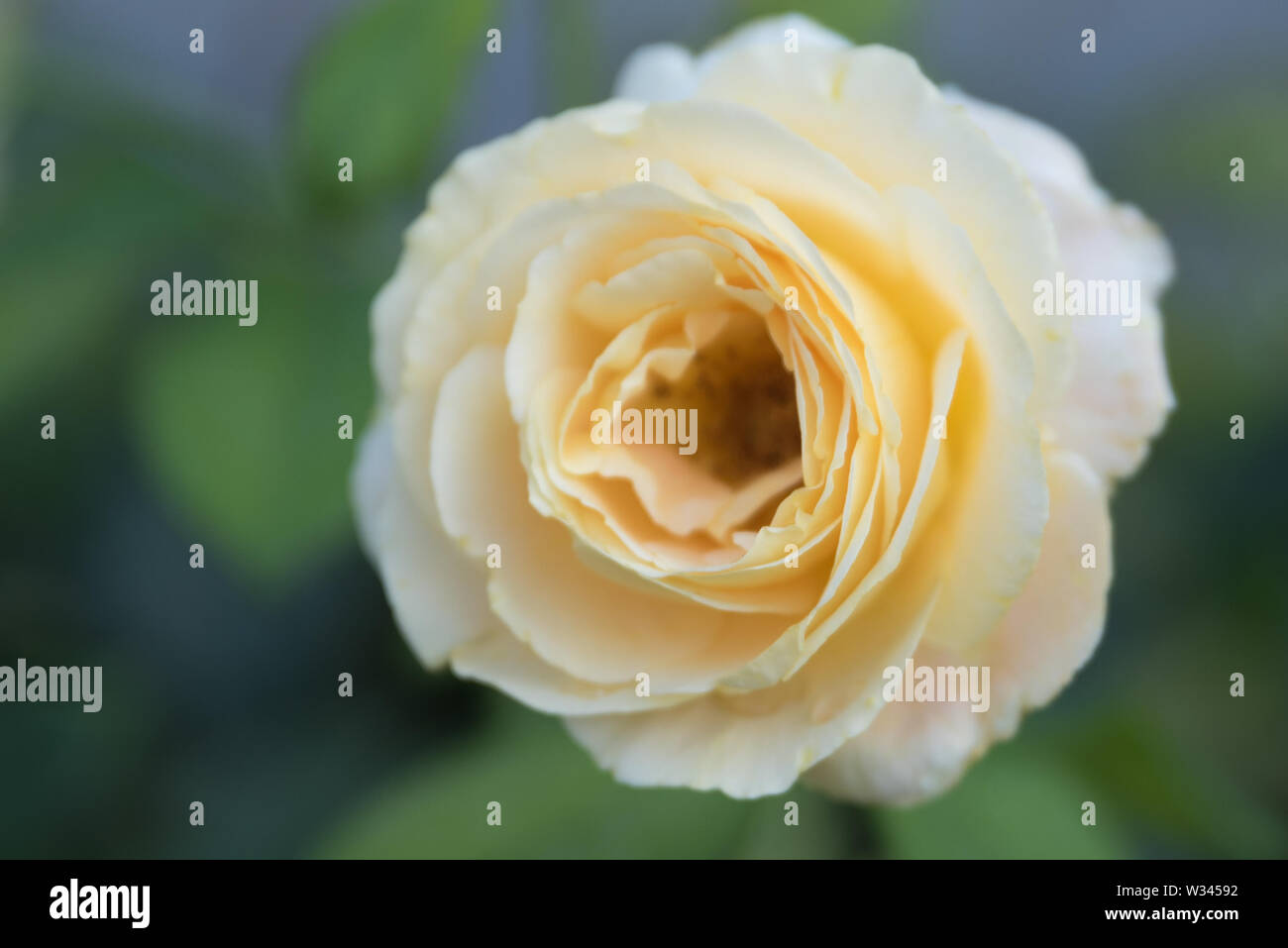 Roses and other flowers and plants in a garden in the city of Vienna ...