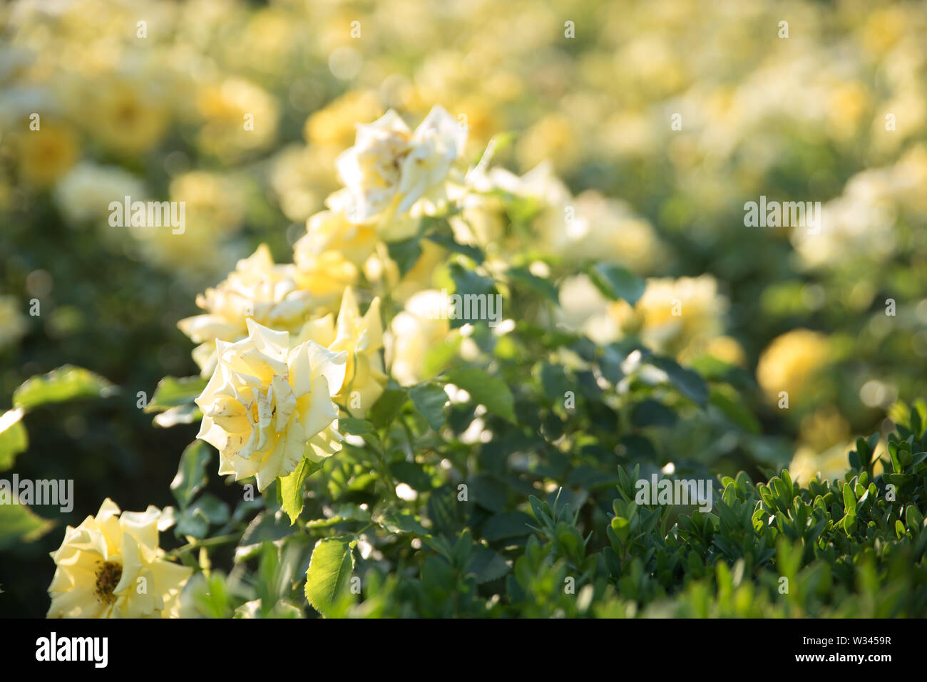 Roses and other flowers and plants in a garden in the city of Vienna ...