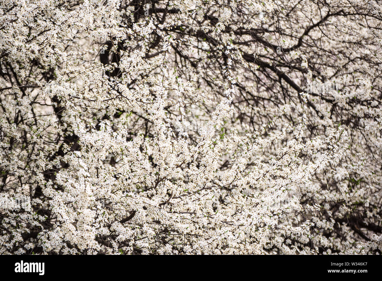 Plum flowers blossom Stock Photo - Alamy