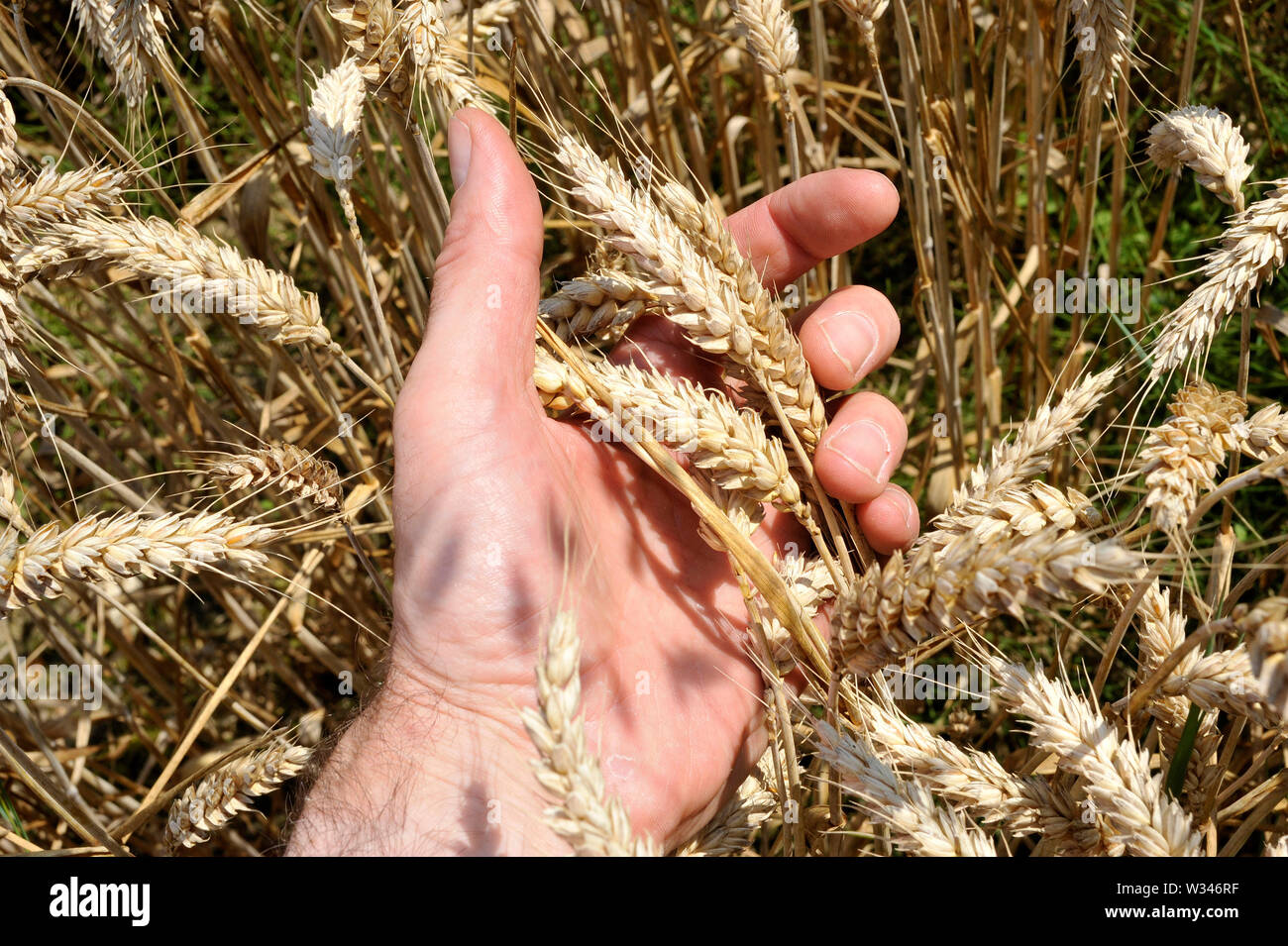 Hand and wheat ears in summer. Farmer checking the maturity of wheat ...