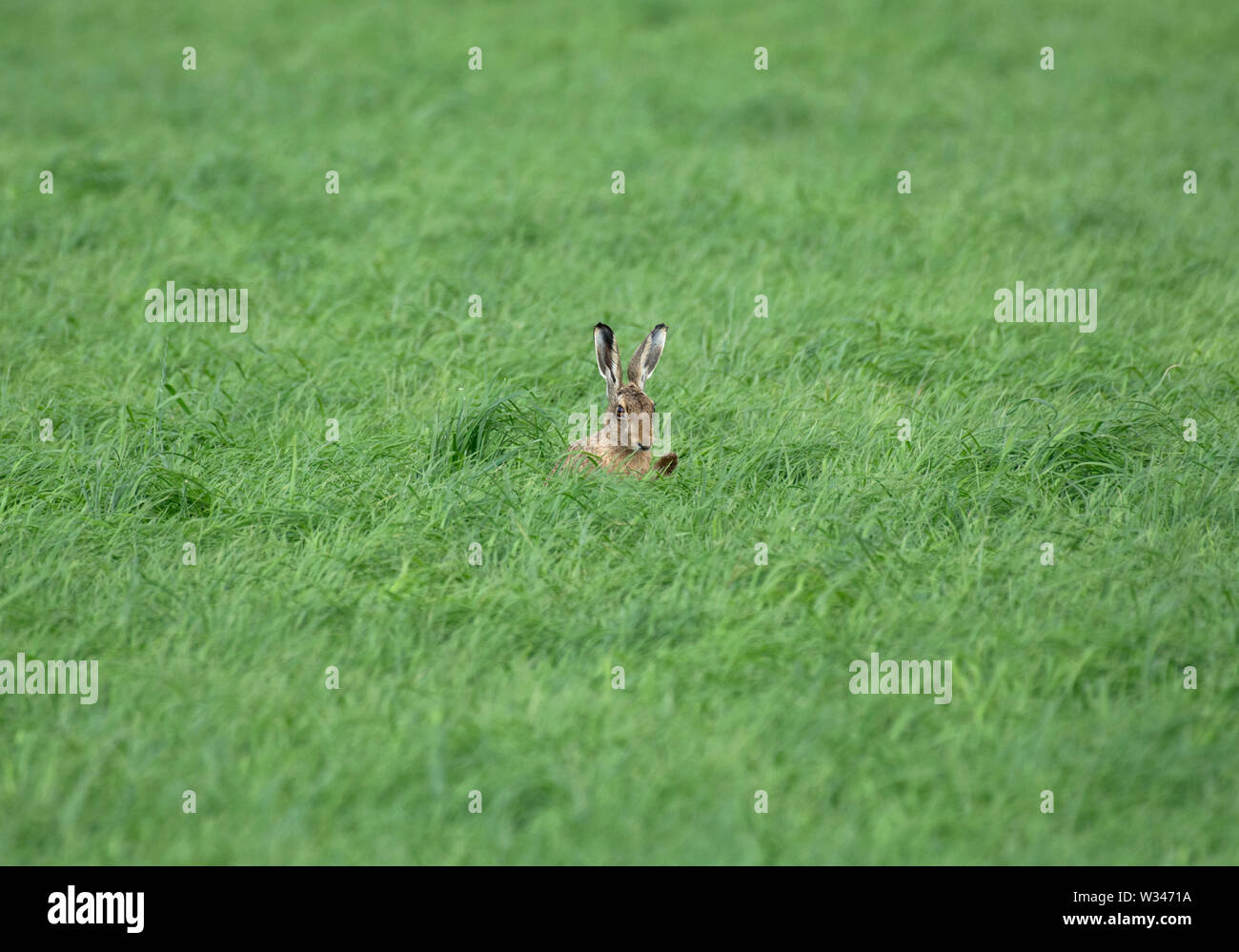 Brown hare, Lepus europaeus, in field of long grass, Lancashire, UK ...