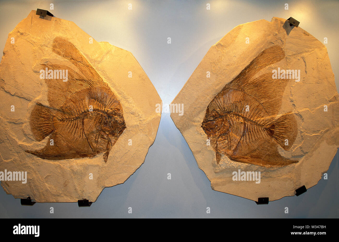 Long finned batfish hi-res stock photography and images - Alamy