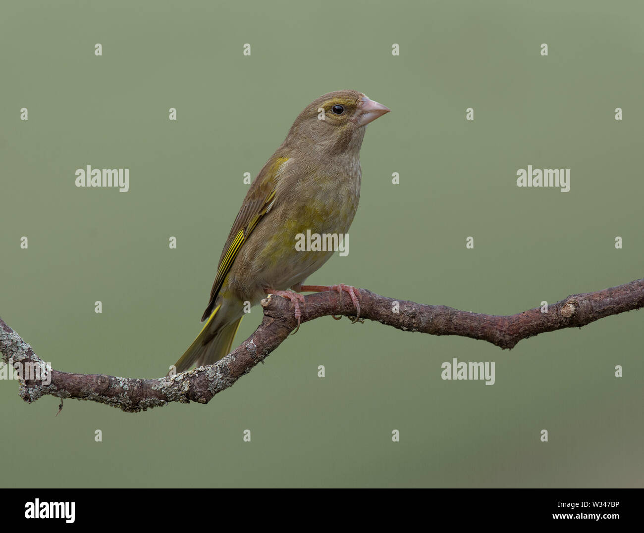 Juvenile greenfinch hi-res stock photography and images - Alamy
