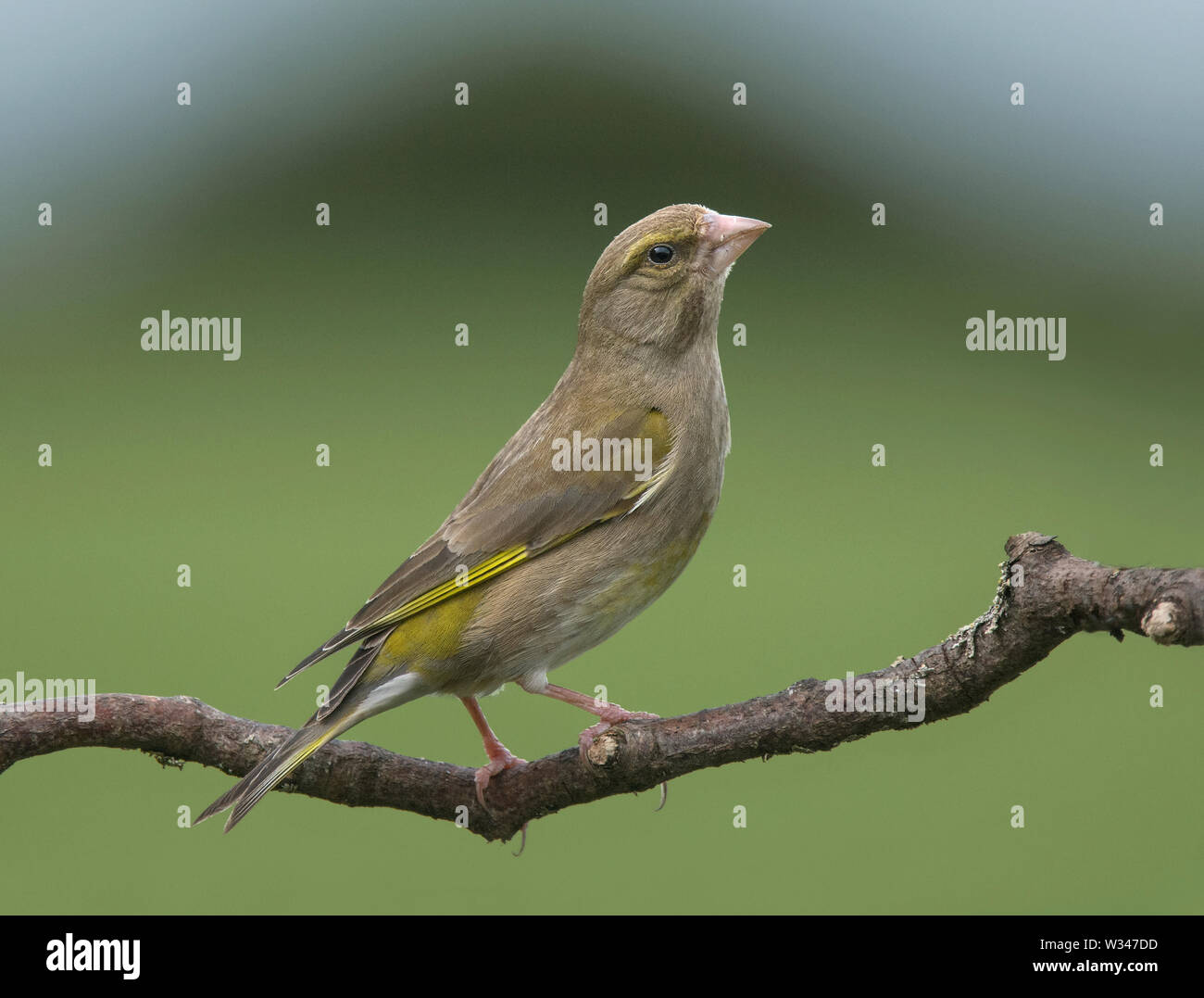 Juvenile greenfinch hi-res stock photography and images - Alamy