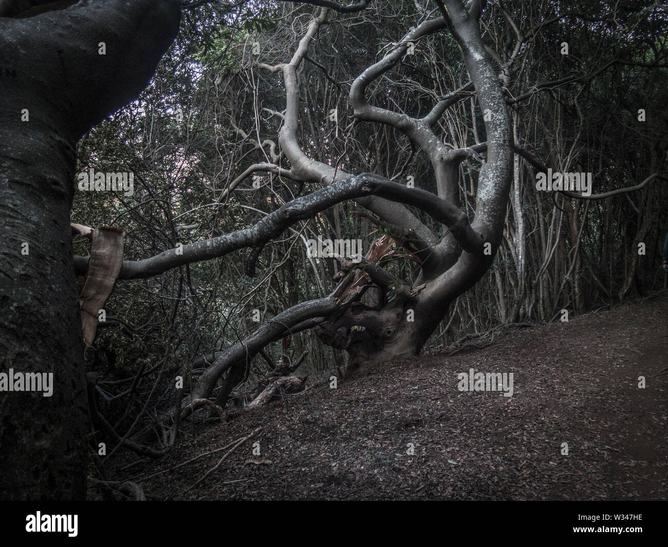 Turned snapped tree hi-res stock photography and images - Alamy
