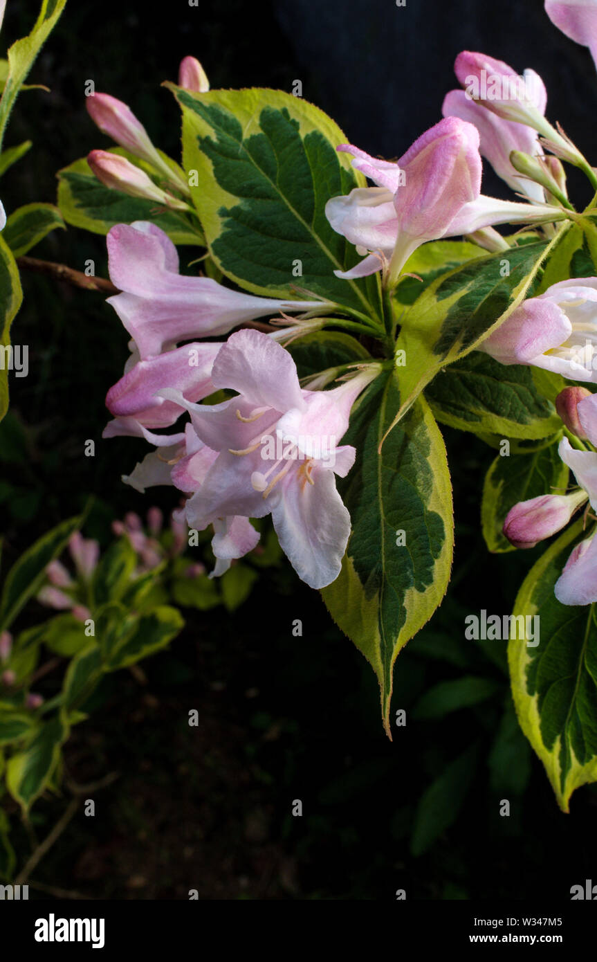 Early spring Old Fashioned Weigela florida variegata flowers Stock ...
