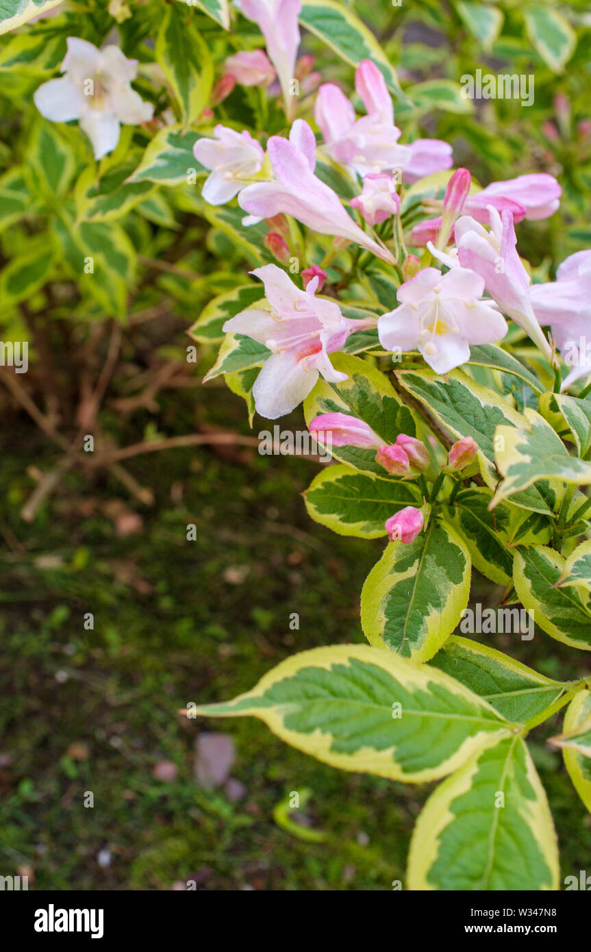 Early spring Old Fashioned Weigela florida variegata flowers Stock ...