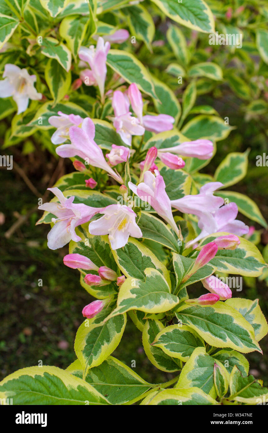 Early spring Old Fashioned Weigela florida variegata flowers Stock ...