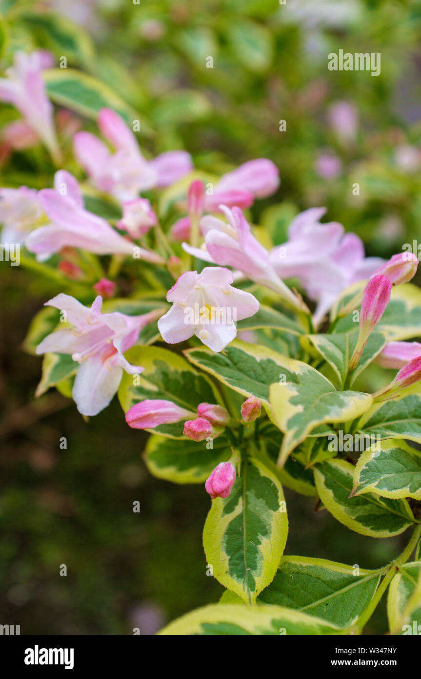 Early spring Old Fashioned Weigela florida variegata flowers Stock ...