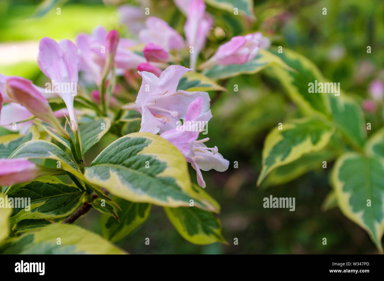Early spring Old Fashioned Weigela florida variegata flowers Stock ...
