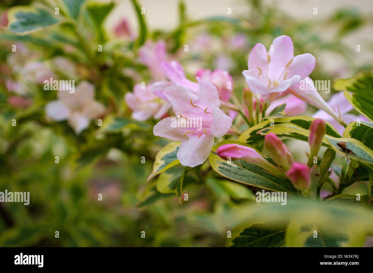 Early spring Old Fashioned Weigela florida variegata flowers Stock ...