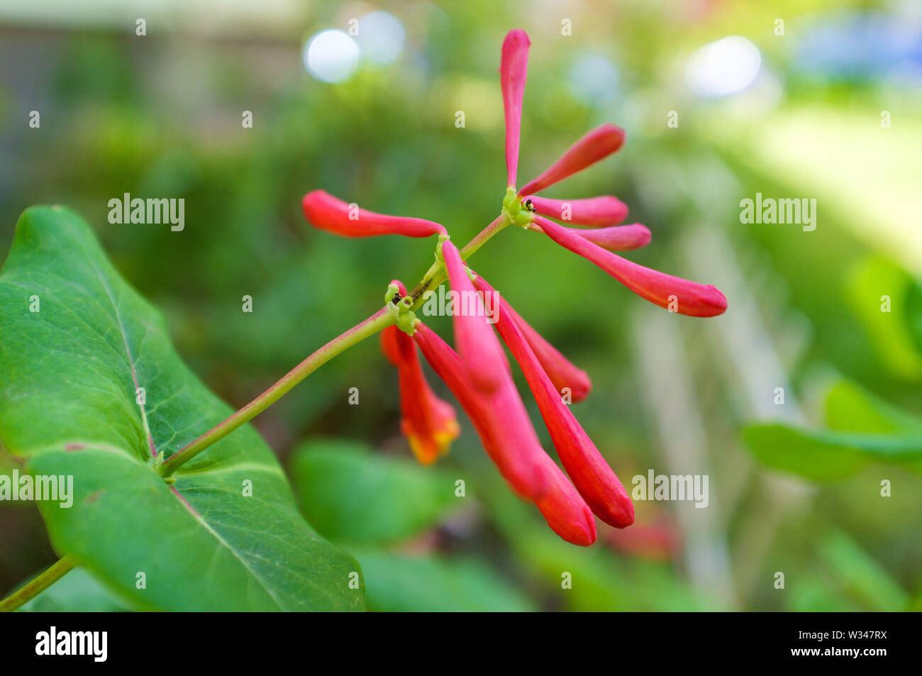Early spring trumpet honeysuckle flowers budding in eastern North ...