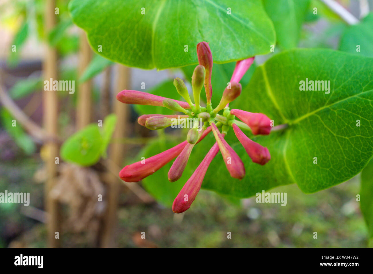 Early spring trumpet honeysuckle flowers budding in eastern North ...